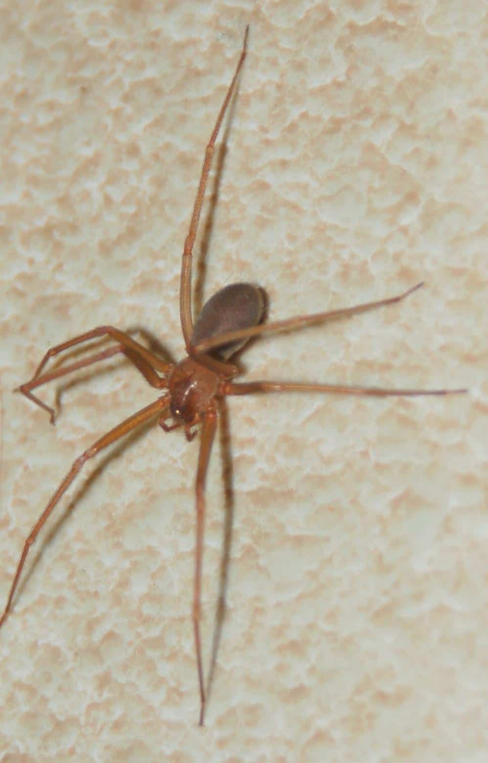 Ragni Italiani Velenosi - Come Riconoscerli?