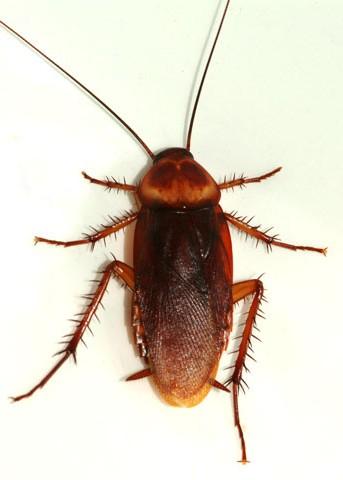 Blatta Americana (Periplaneta americana)