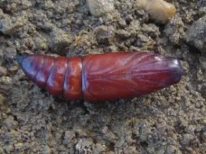 Sfinge testa di morto (Acherontia atropos)