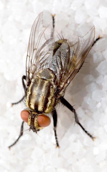 Musca Domestica ( Mosca Domestica )