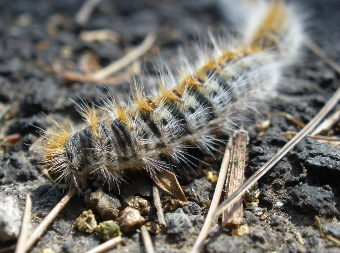 Processionaria del Pino (Thaumetopoea pityocampa)