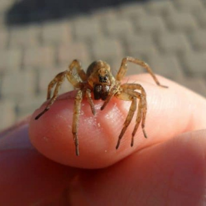 Come Riconoscere il Morso di Ragno?